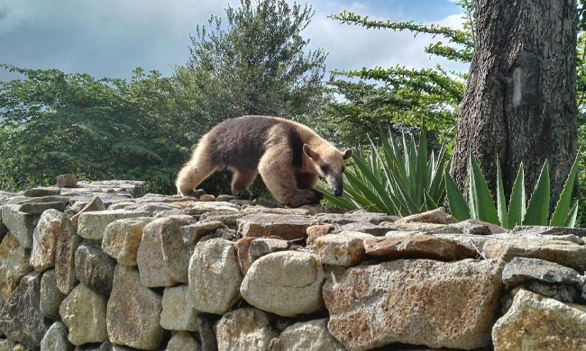 Costa Rica's Rio Perdido Hotel and Thermal River